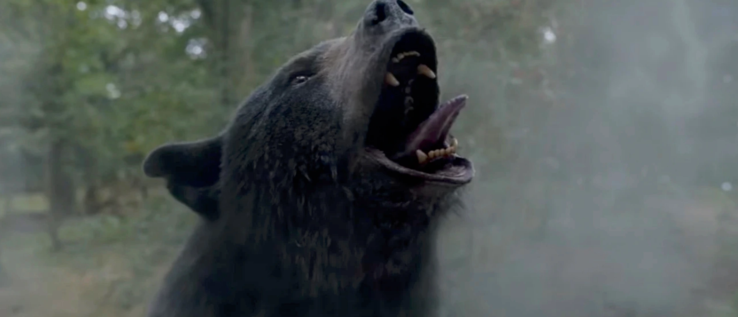 ‘Cocaine Bear’ is Frantic, Drug-Fueled Fun – ScreenHub Entertainment ...